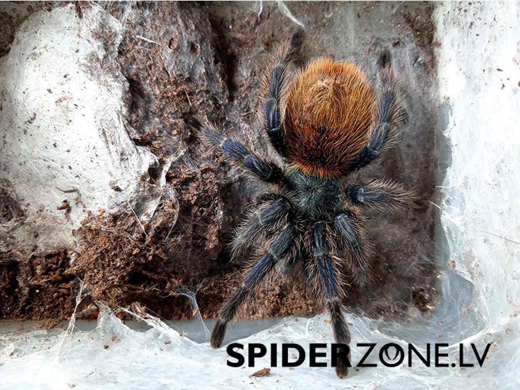 Tarantuli - Spiderzone.lv - tarantulu, to barības un inventāra ...